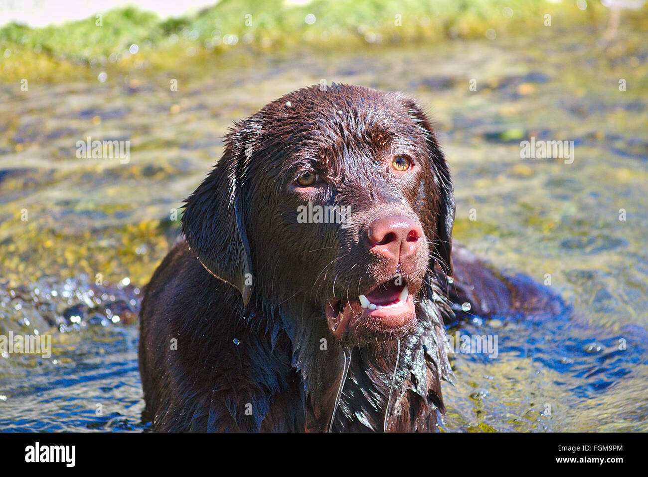 bathing Labrador Dog Stock Photo - Alamy