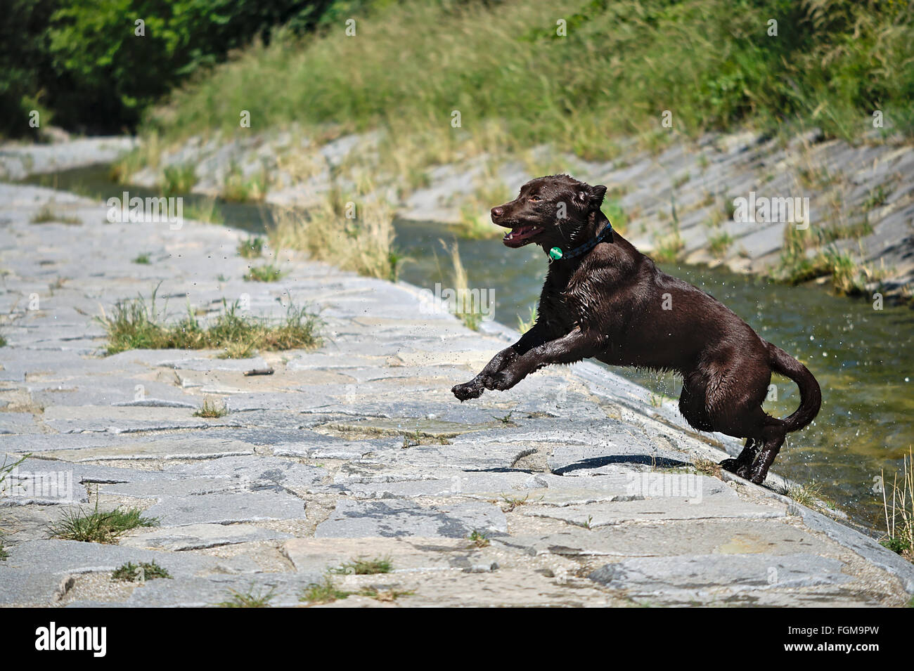 a running labrador Dog Stock Photo - Alamy