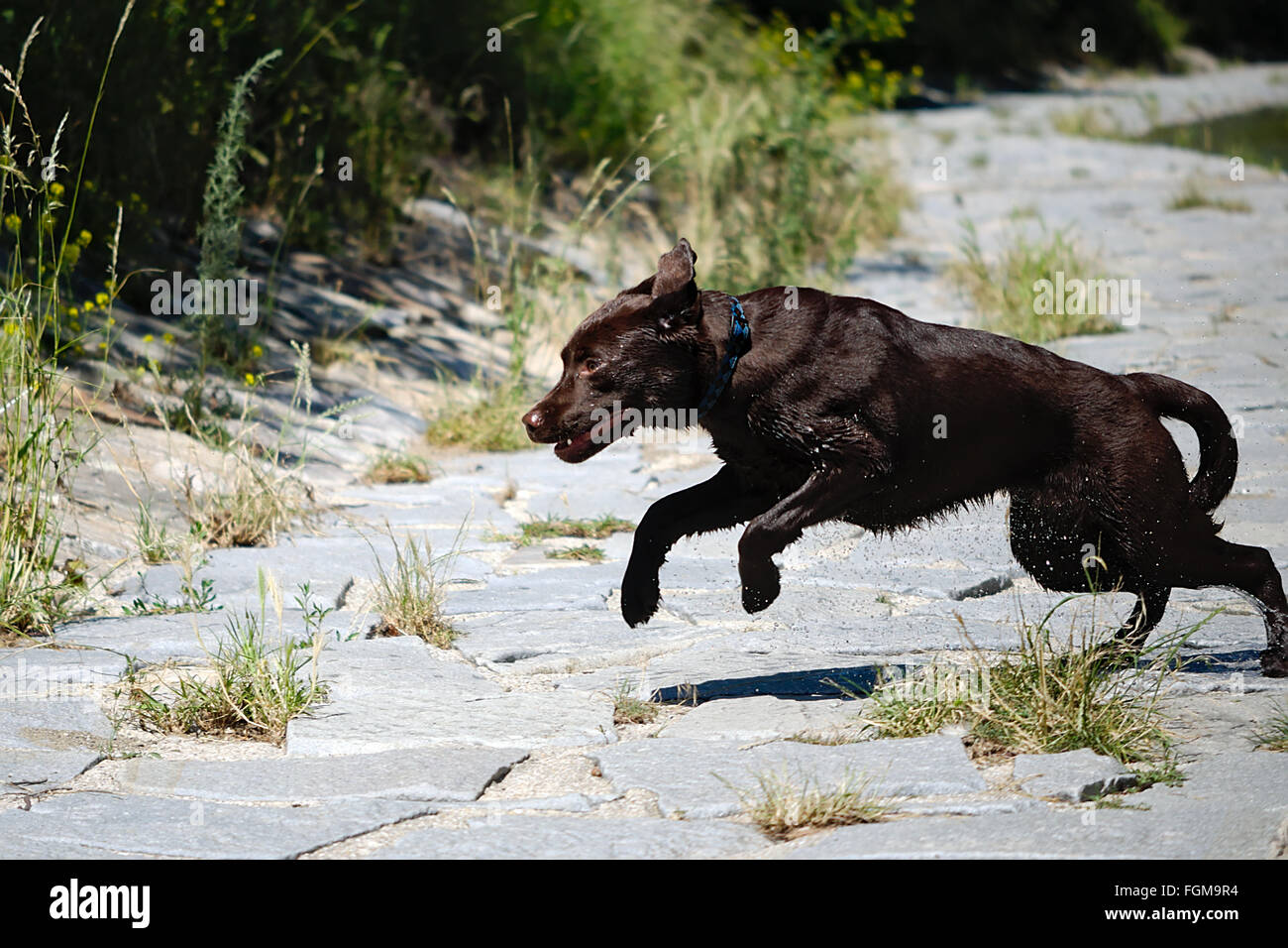 a running labrador Dog Stock Photo - Alamy