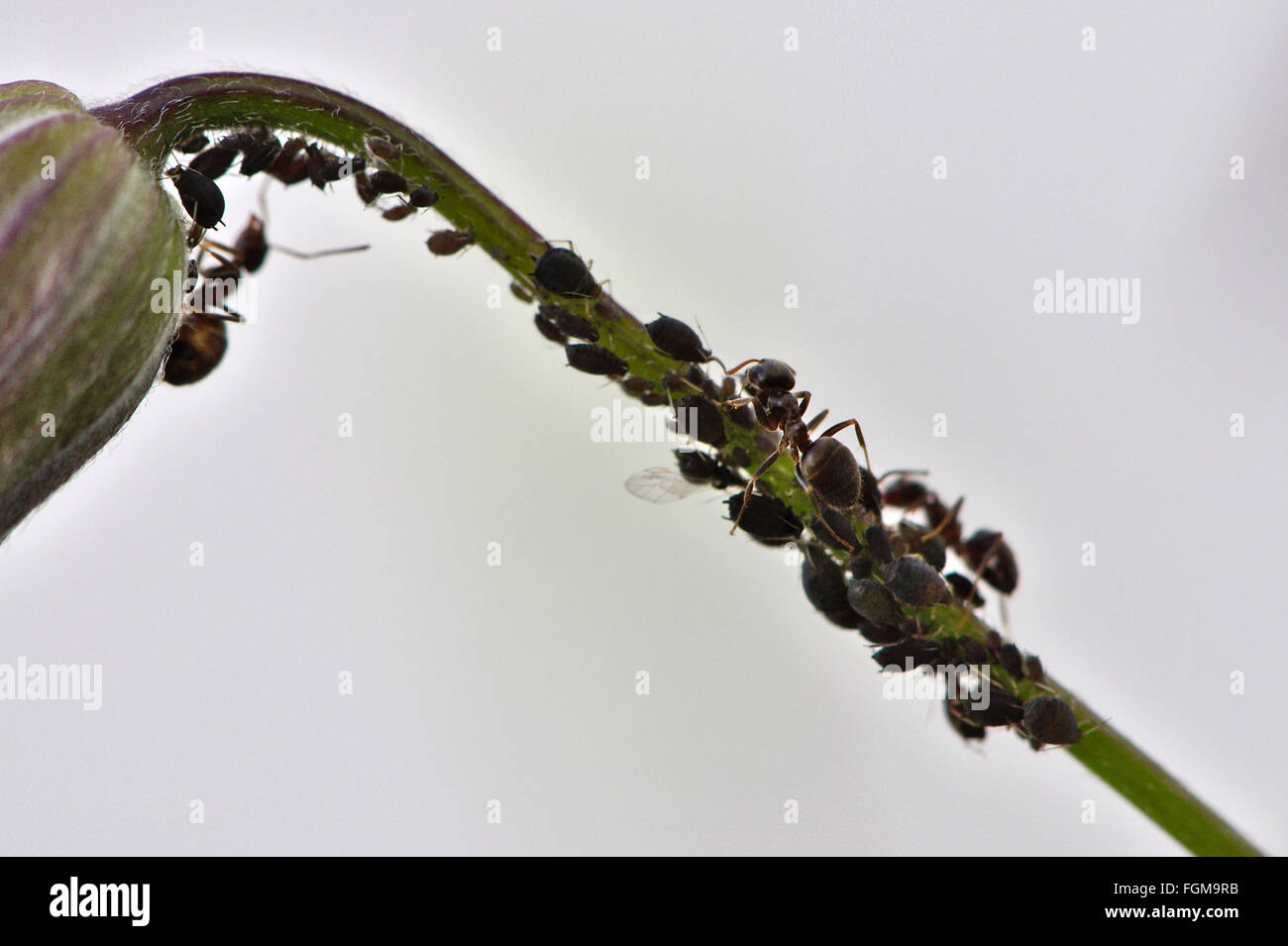 Ant milking some Louse Stock Photo - Alamy