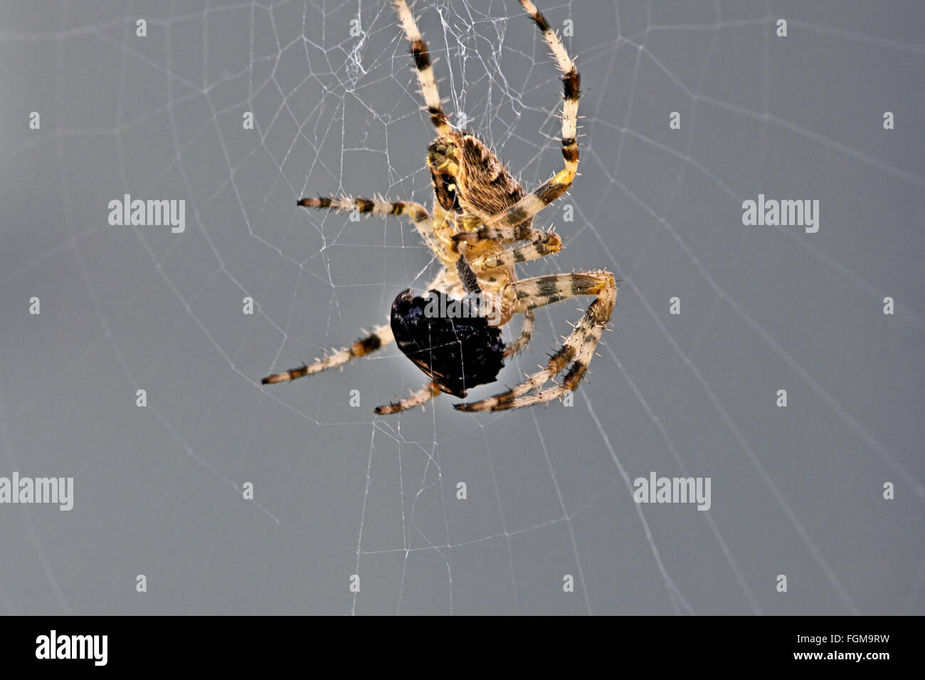 a Cross Spider Stock Photo - Alamy