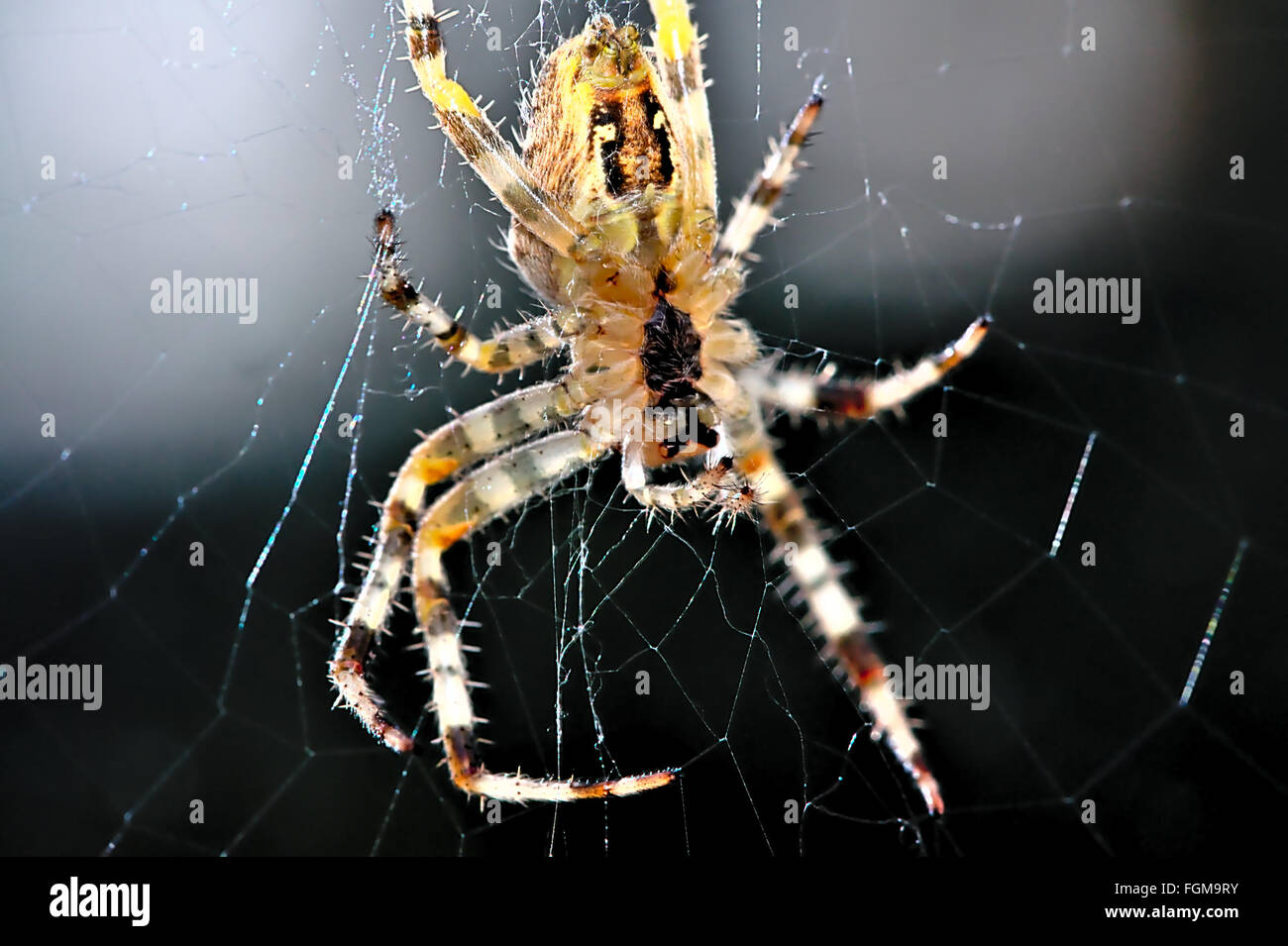 a Cross Spider Stock Photo - Alamy