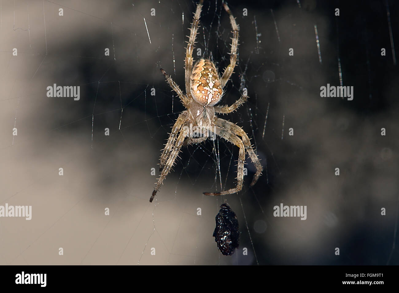 a Cross Spider Stock Photo - Alamy