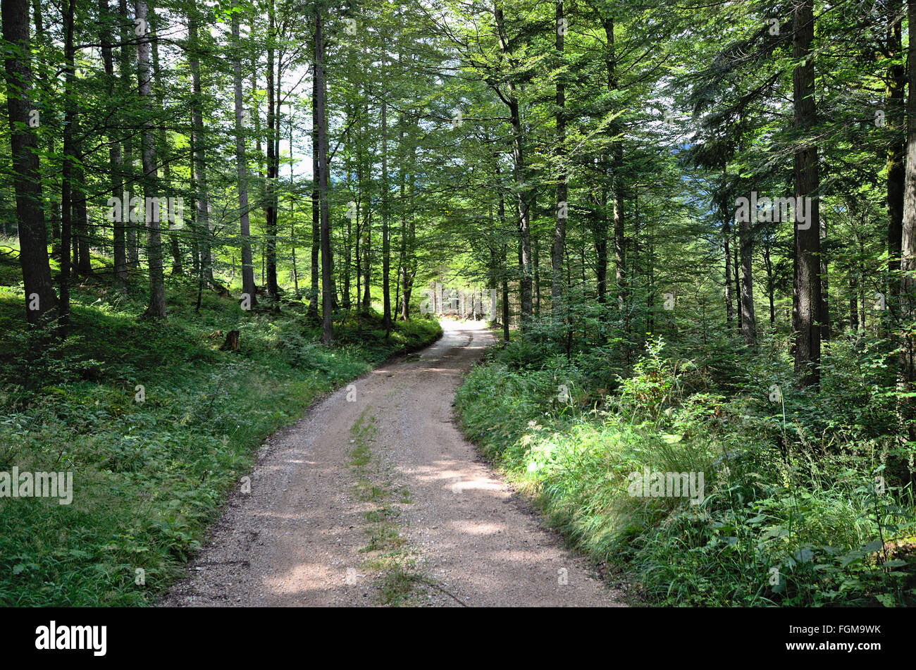 a Forest Track Stock Photo - Alamy