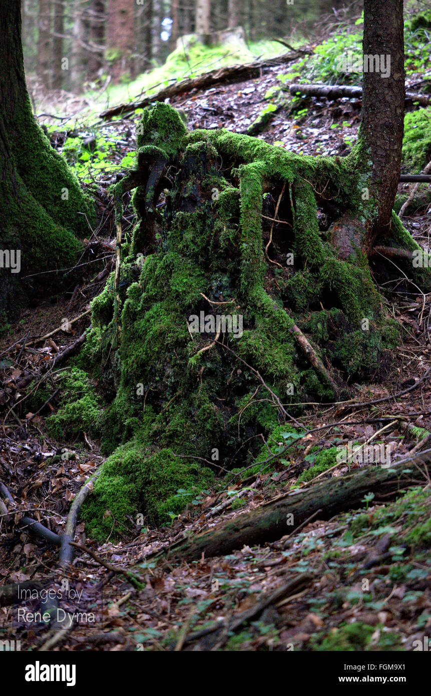 mossed Stump Stock Photo - Alamy