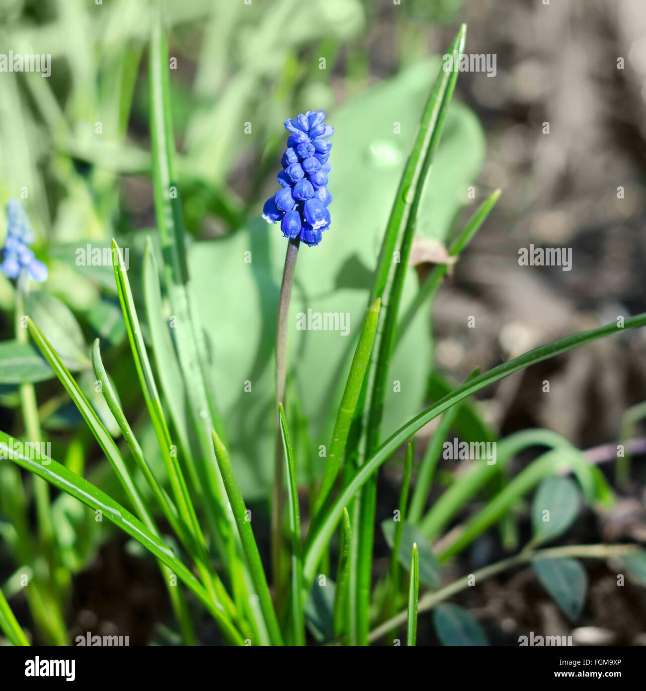 Spring flowers grow in the garden Stock Photo - Alamy
