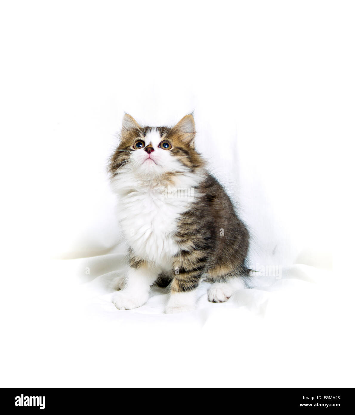 cat child kitty baby Stock Photo - Alamy