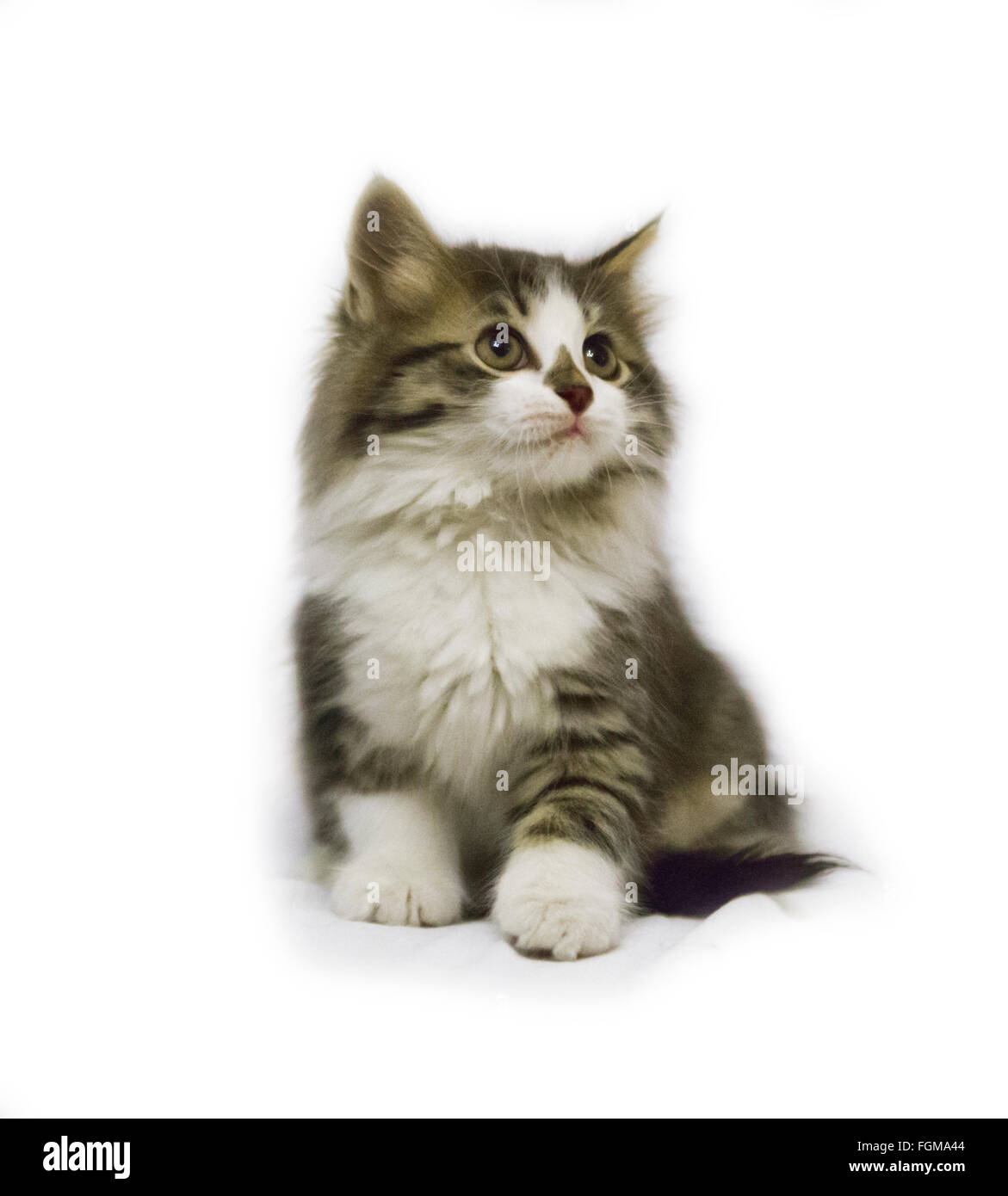cat child kitty baby Stock Photo - Alamy
