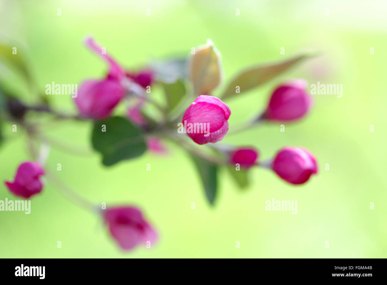 Close up flowering cherry apple hi-res stock photography and images - Alamy