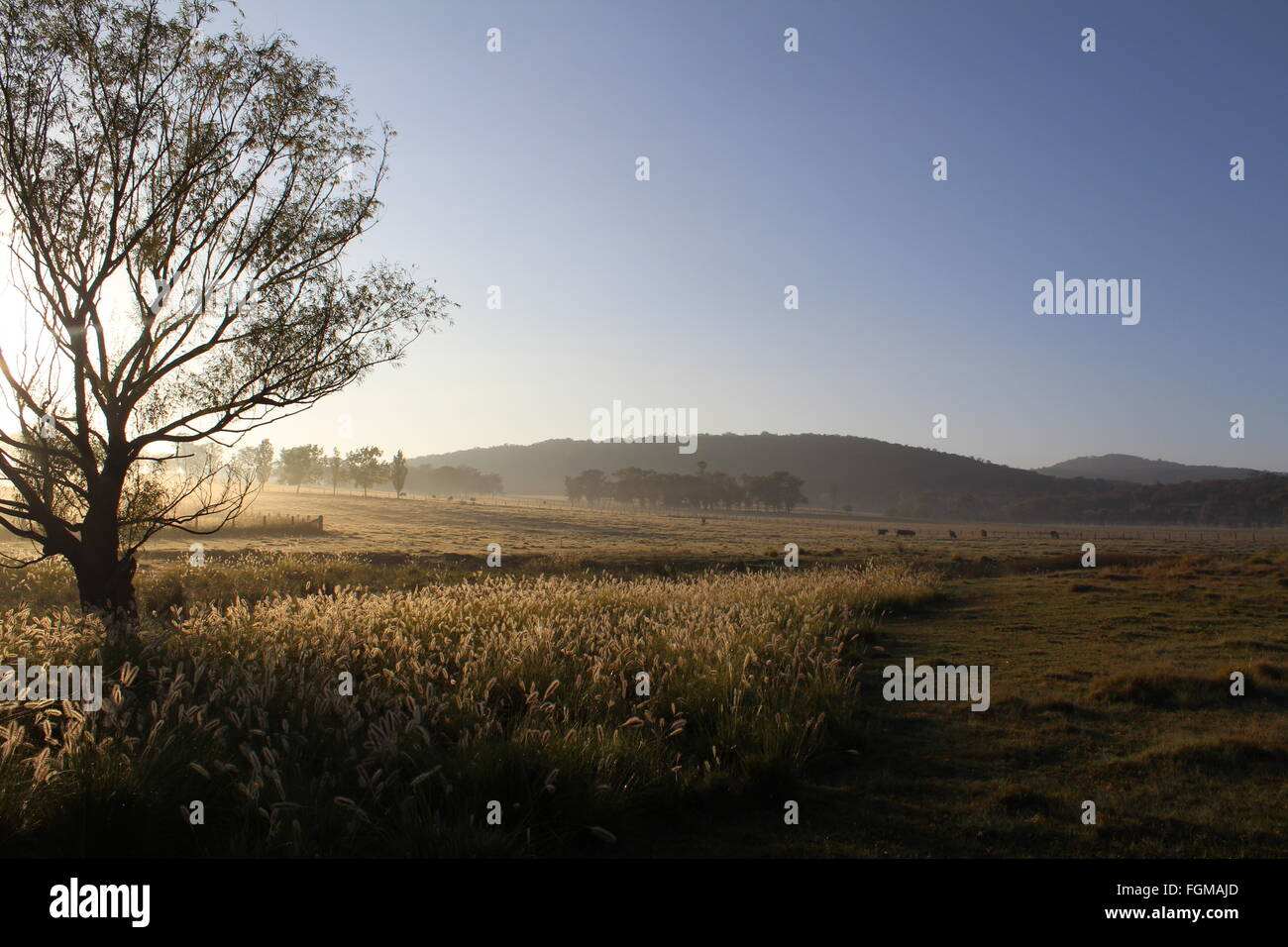 Early morning in the country Stock Photo - Alamy