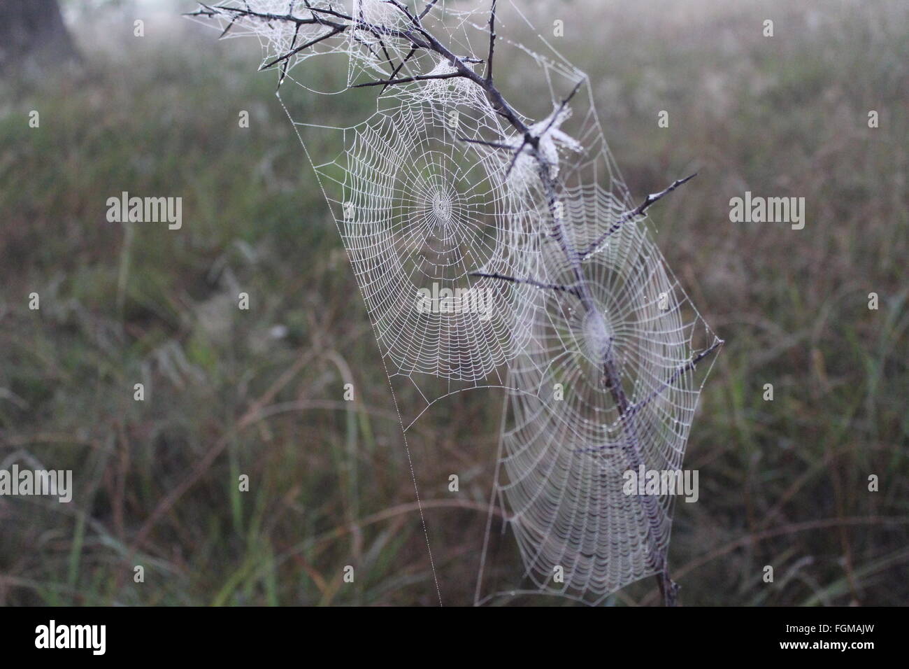 Country scene of cobwebs on a branch in the early morning Stock Photo ...