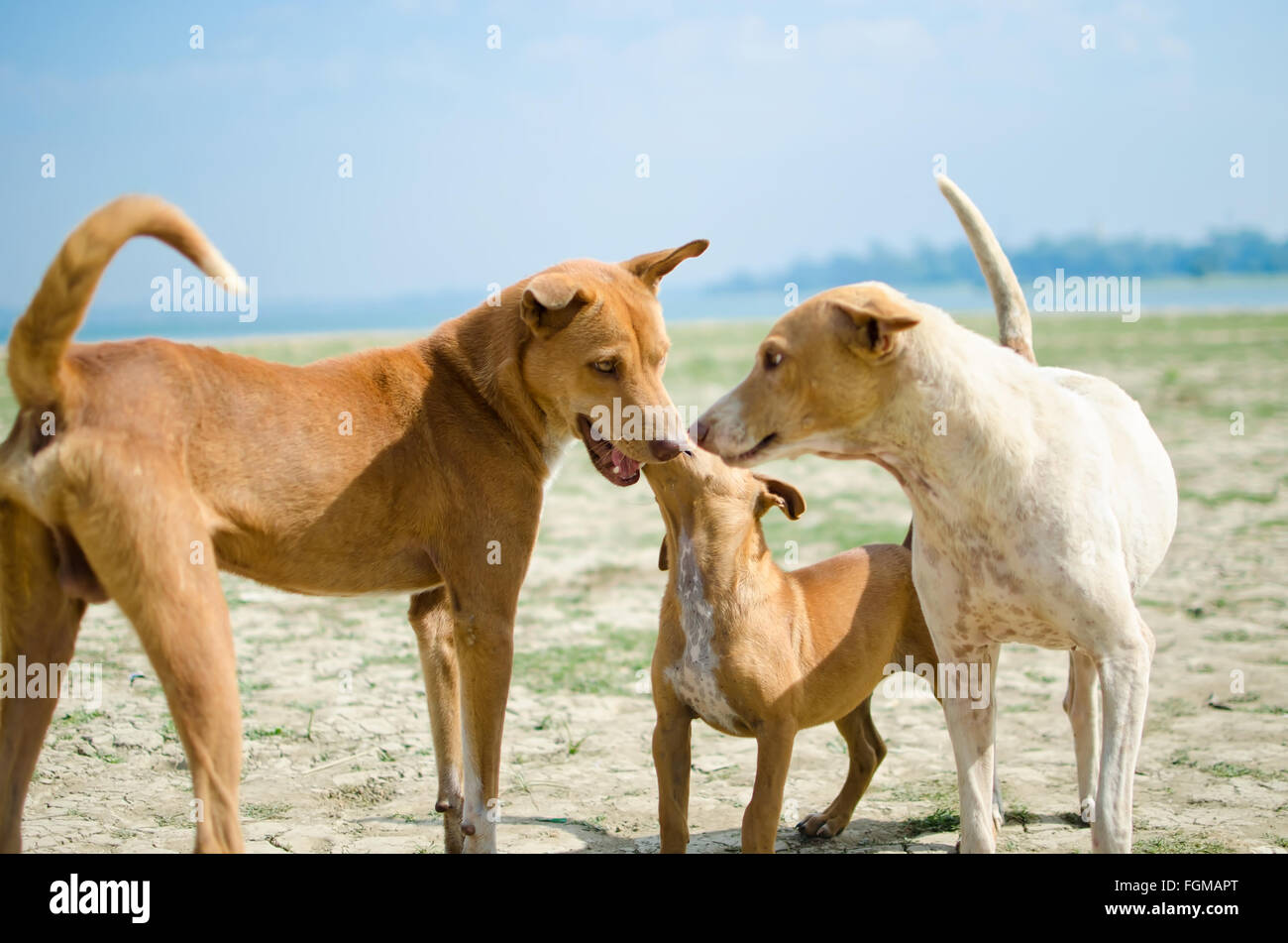 Beautiful cute animals hi-res stock photography and images - Alamy