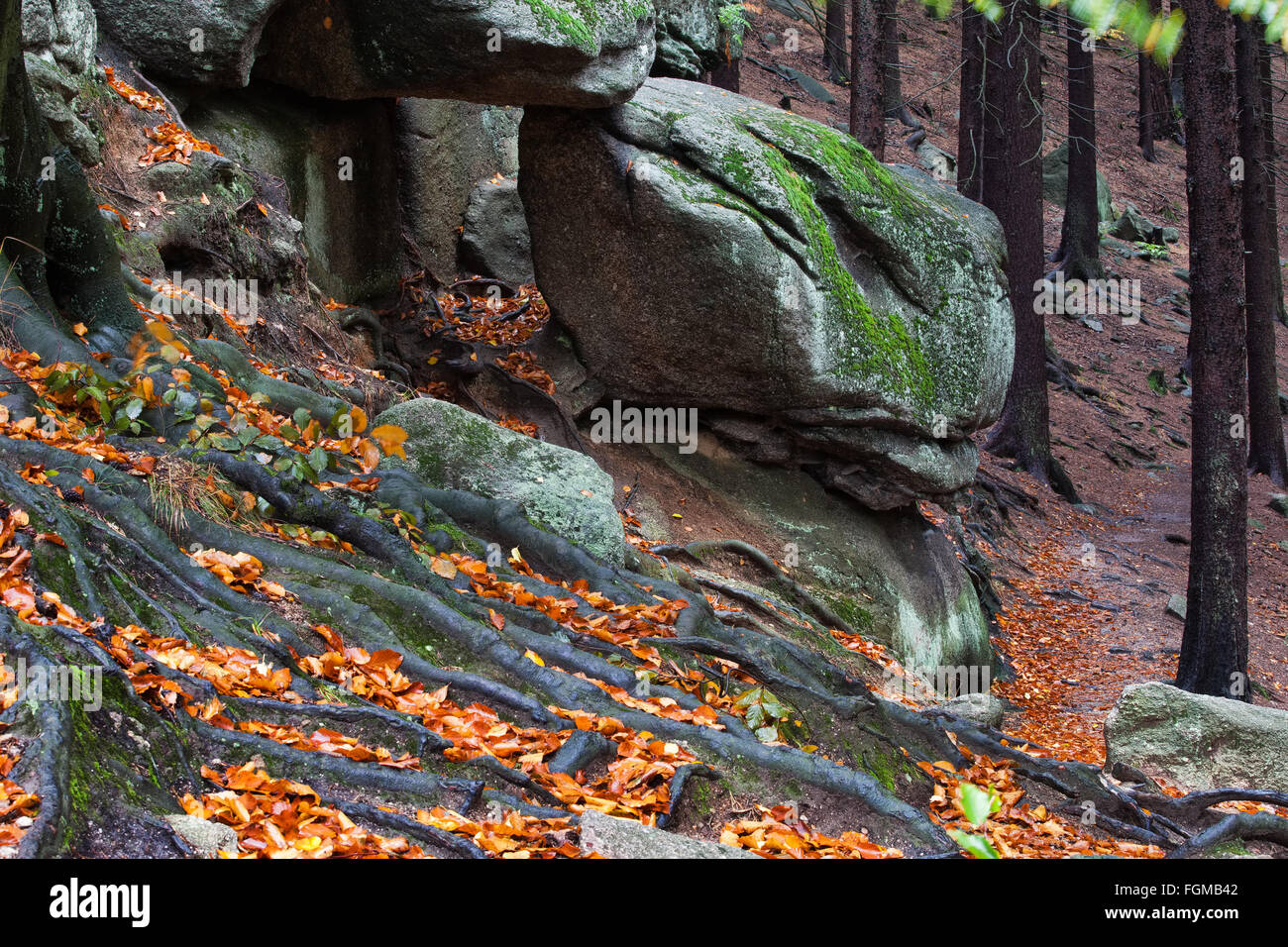 Tree roots rock hi-res stock photography and images - Alamy