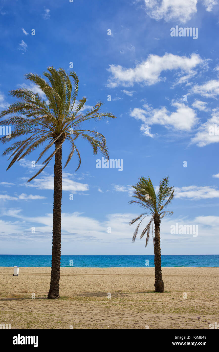 Two palm trees on a beach by the ocean on sunny summer day at noon ...
