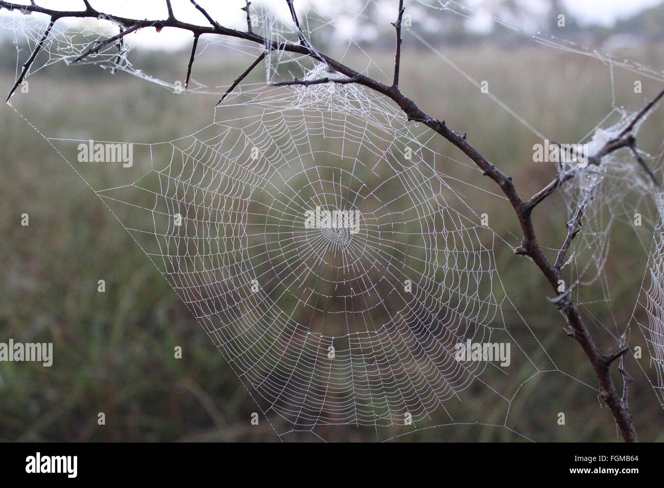 Cobweb in the countryside in the early morning Stock Photo - Alamy