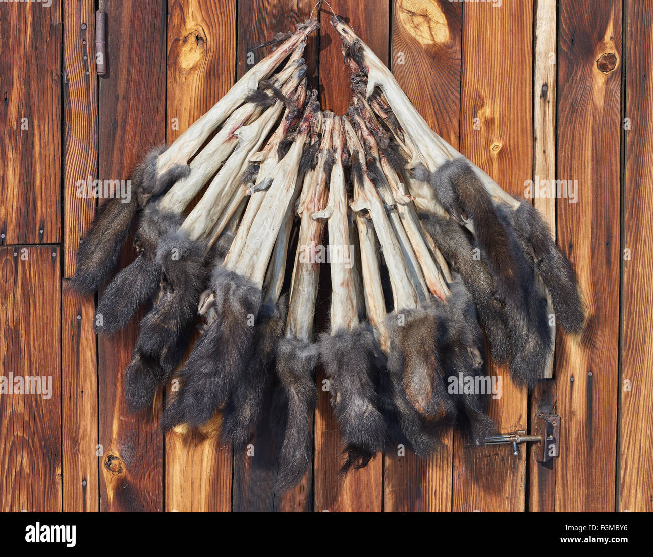 Raw fur - Eurasian red squirrel (Sciurus vulgaris Stock Photo - Alamy