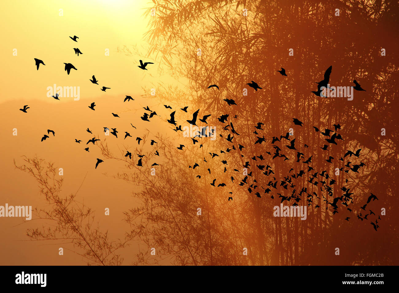 sunset time on the mountain and Bamboo tree with birds Stock Photo - Alamy