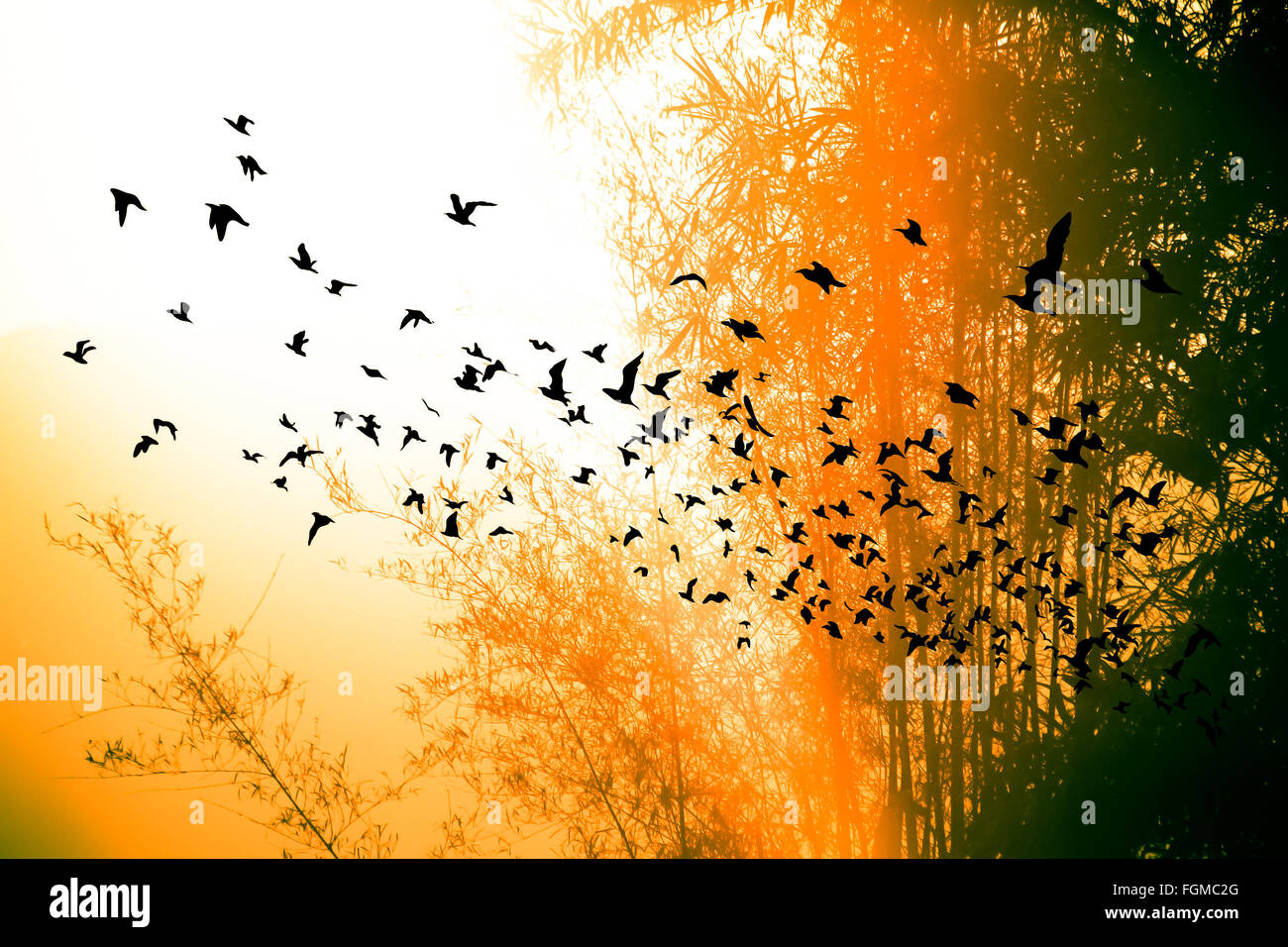 sunset time on the mountain and Bamboo tree with birds Stock Photo - Alamy