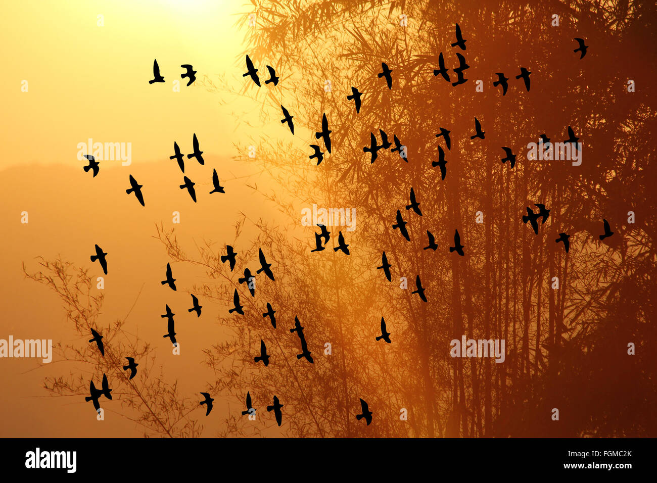sunset time on the mountain and Bamboo tree with birds Stock Photo - Alamy