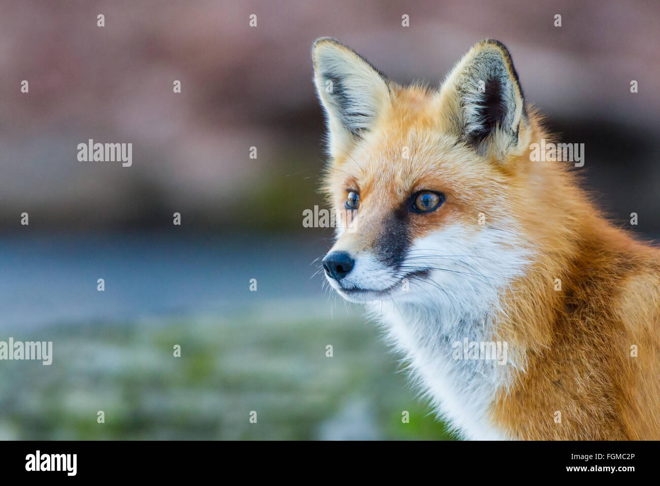 Fox Profile High Resolution Stock Photography and Images - Alamy