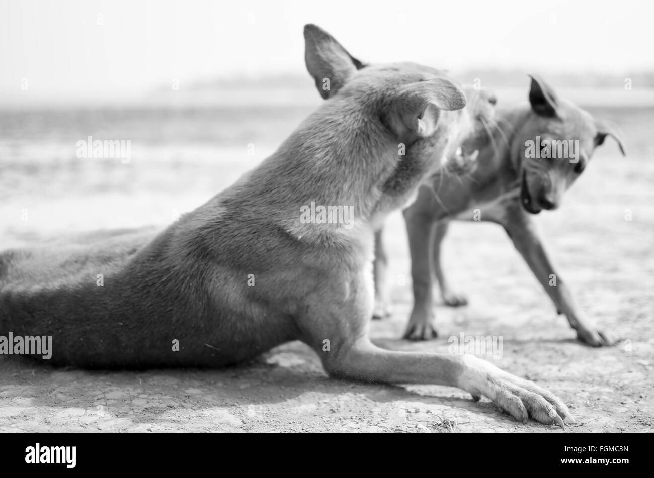 Fight dogs Black and White Stock Photos & Images - Alamy