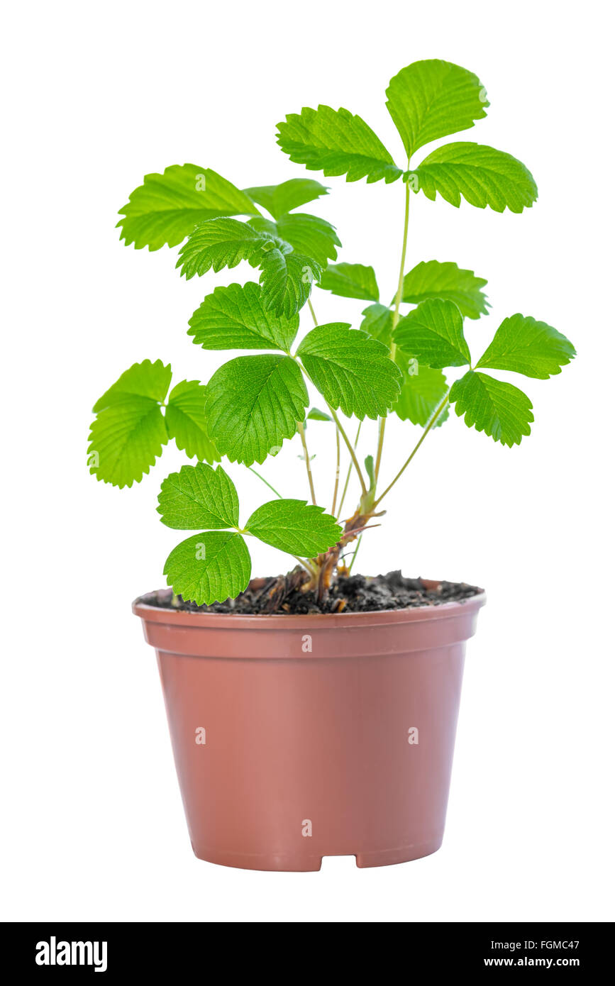 bush of spring sapling sprout strawberry plant in plastic container is ...