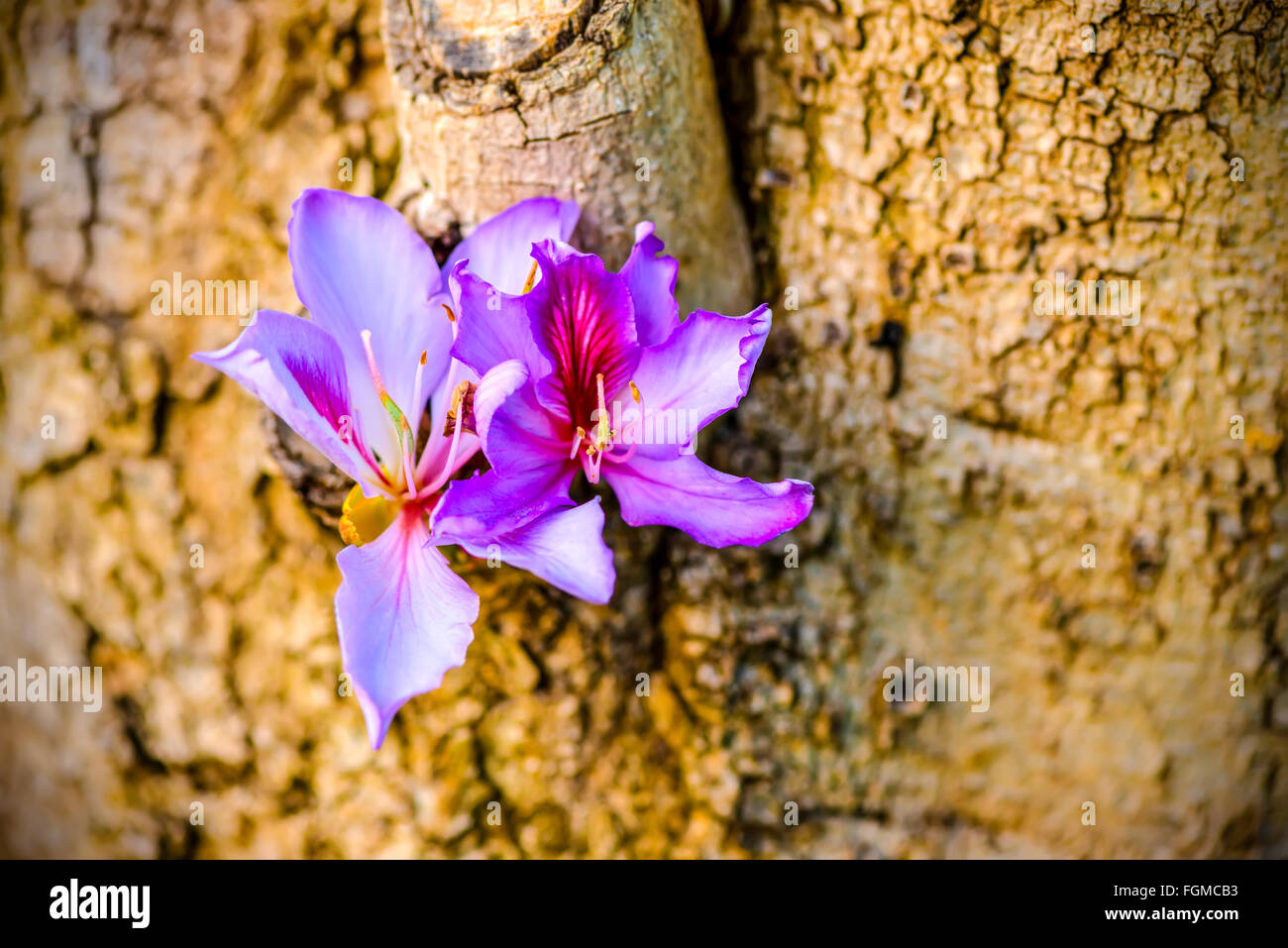Bauhinia blakeana bauhinia hi-res stock photography and images - Alamy