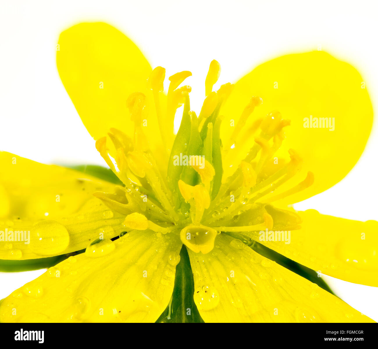 Isolated yellow wet blossom of winter aconite flower (Eranthis hyemalis ...