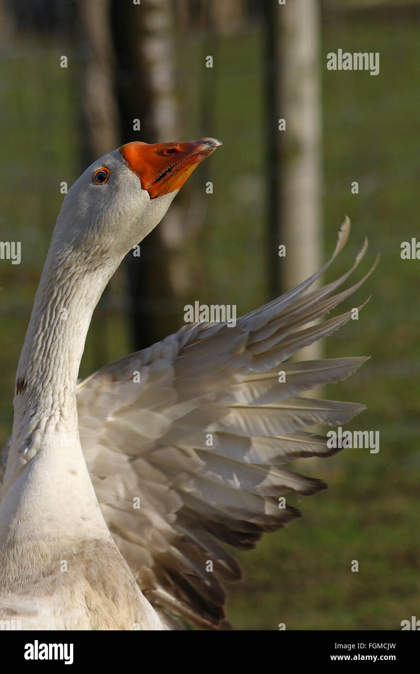 Orange beak goose hi-res stock photography and images - Alamy