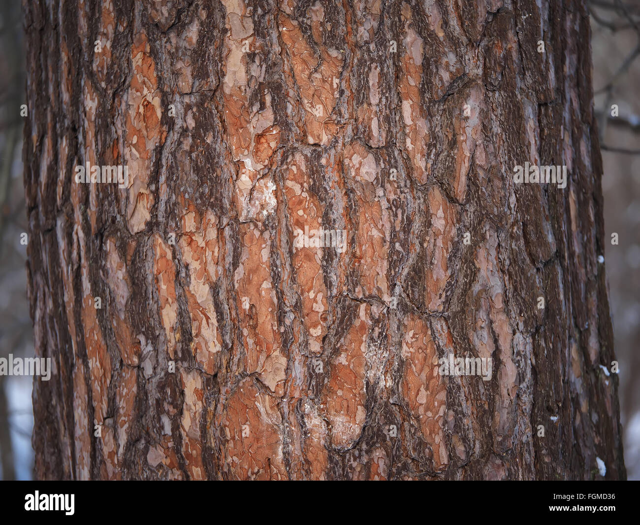 trunk of a pine forest Stock Photo - Alamy