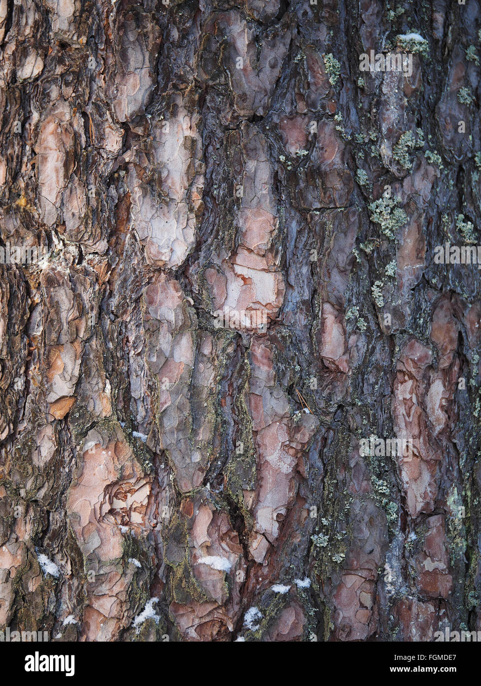 trunk of a pine forest Stock Photo - Alamy