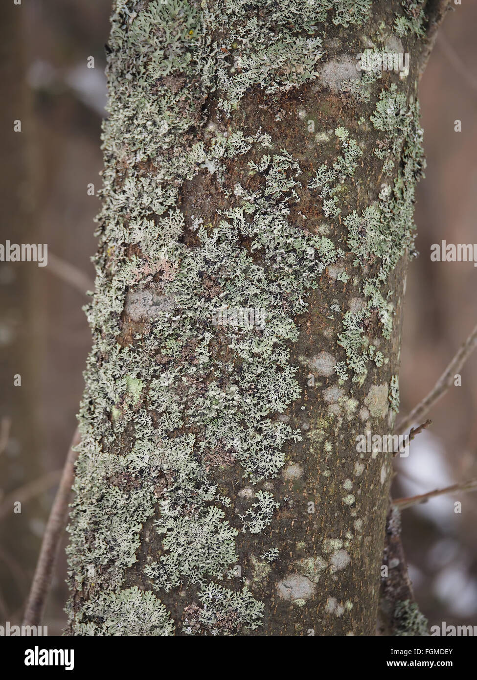 moss and lichen on a tree trunk Stock Photo - Alamy