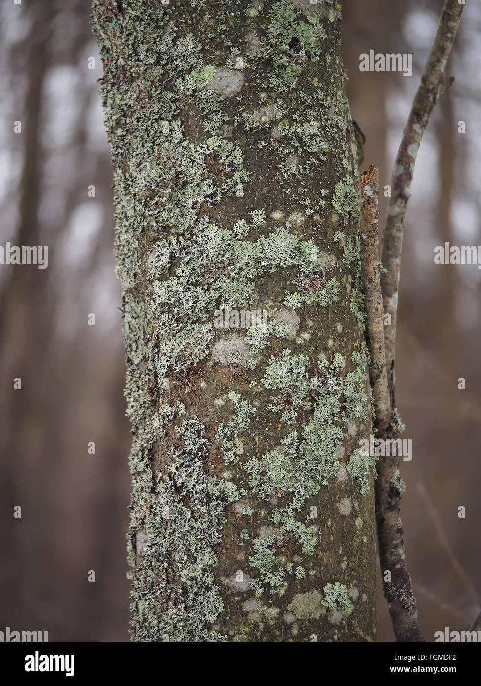 moss and lichen on a tree trunk Stock Photo - Alamy