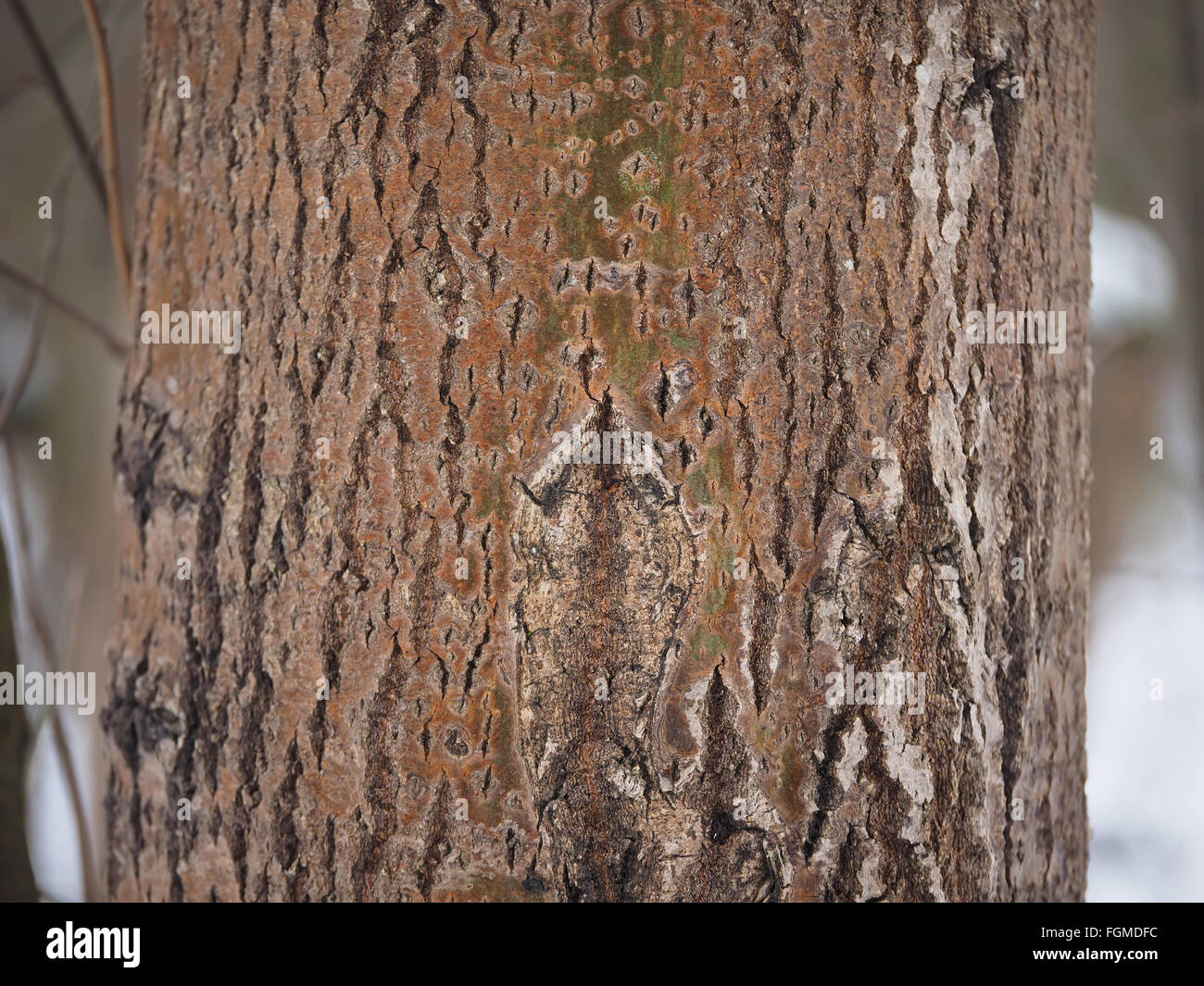 aspen trunk in the forest Stock Photo - Alamy