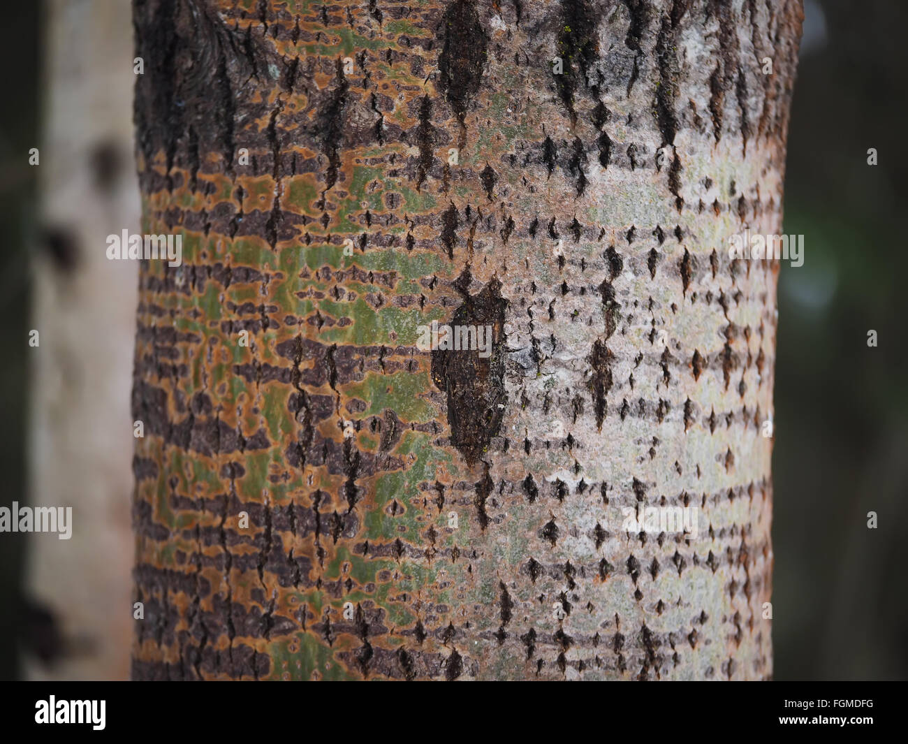 aspen trunk in the forest Stock Photo - Alamy