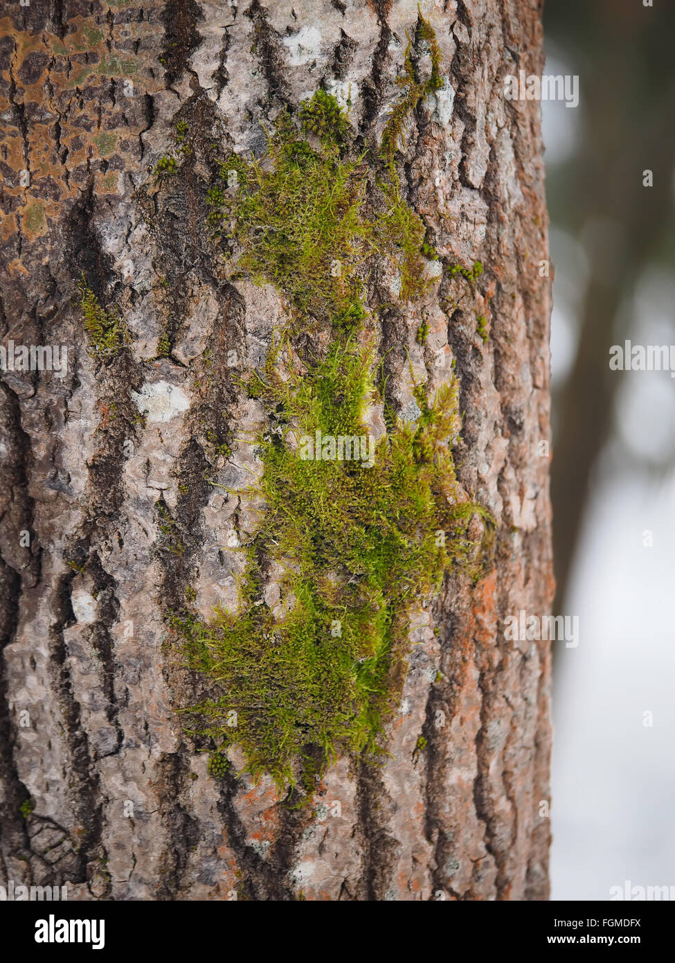moss and lichen on a tree trunk Stock Photo - Alamy