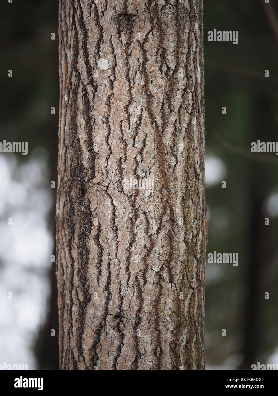 aspen trunk in the forest Stock Photo - Alamy