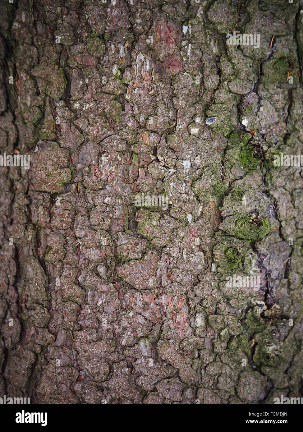 spruce bark. background Stock Photo - Alamy