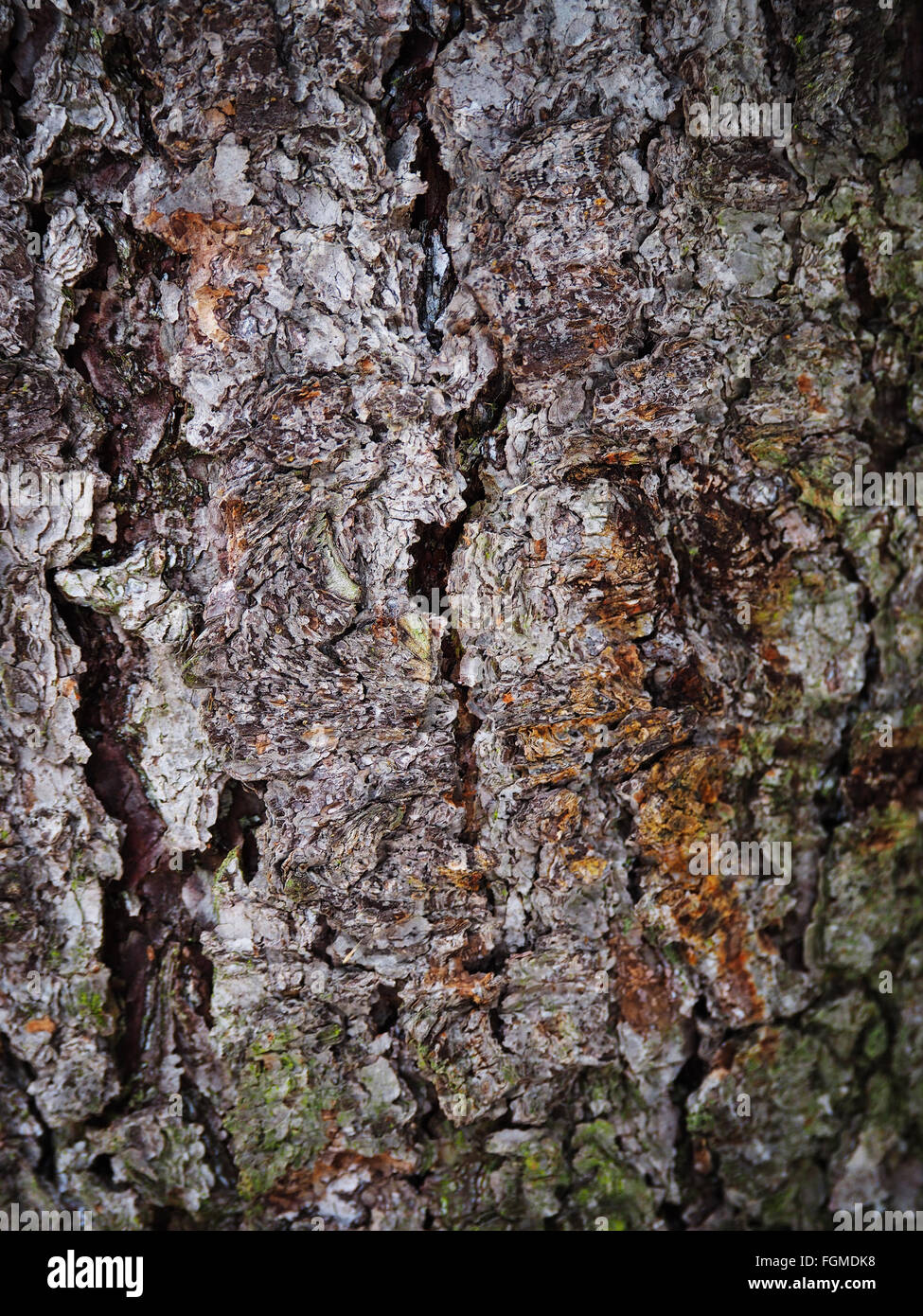 spruce bark. background Stock Photo - Alamy