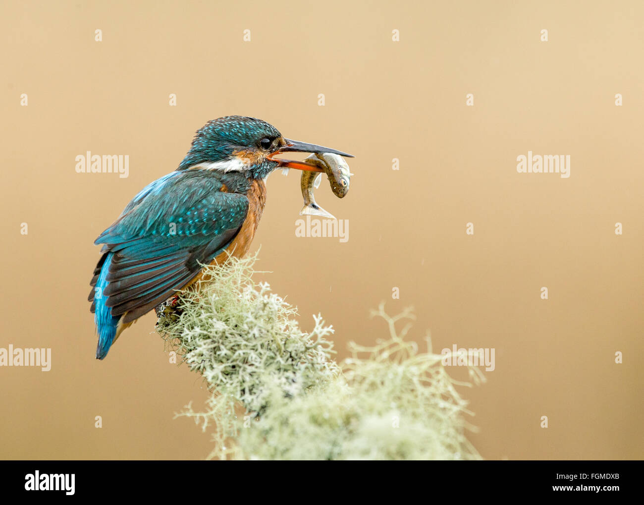 Kingfisher with fish in bill Stock Photo - Alamy