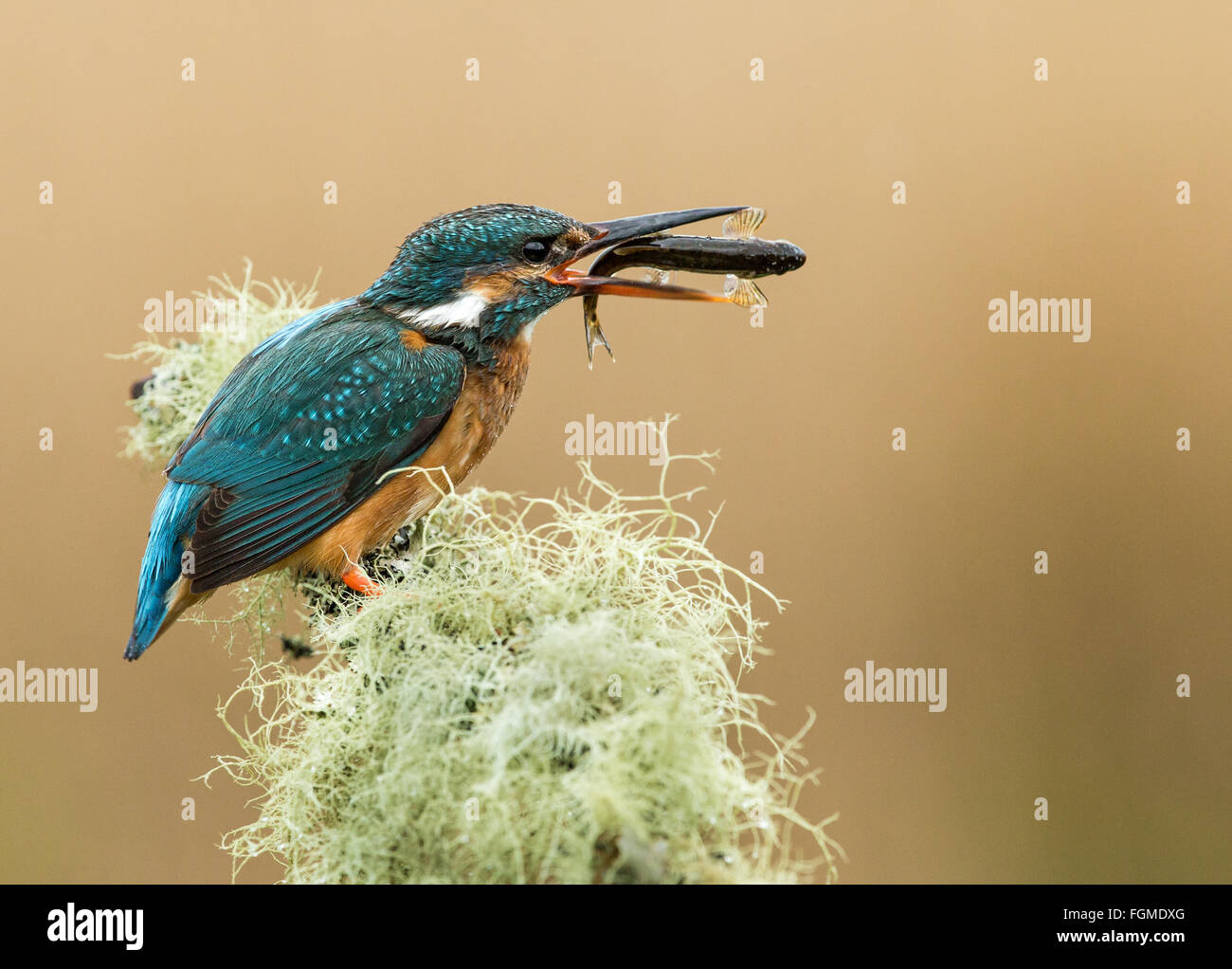 Kingfisher nest hi-res stock photography and images - Alamy