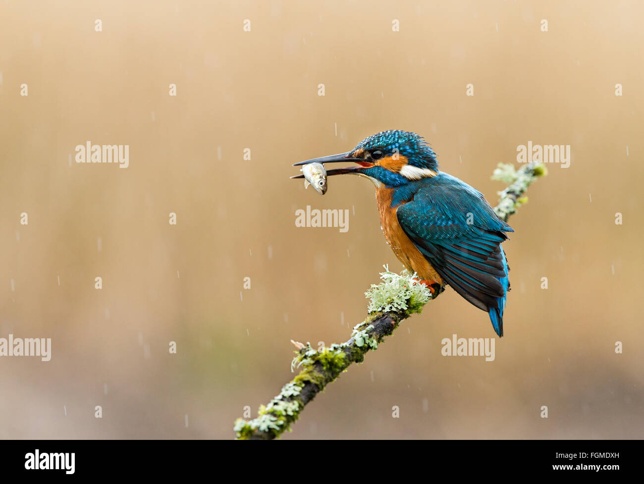 Kingfisher with fish in bill Stock Photo - Alamy