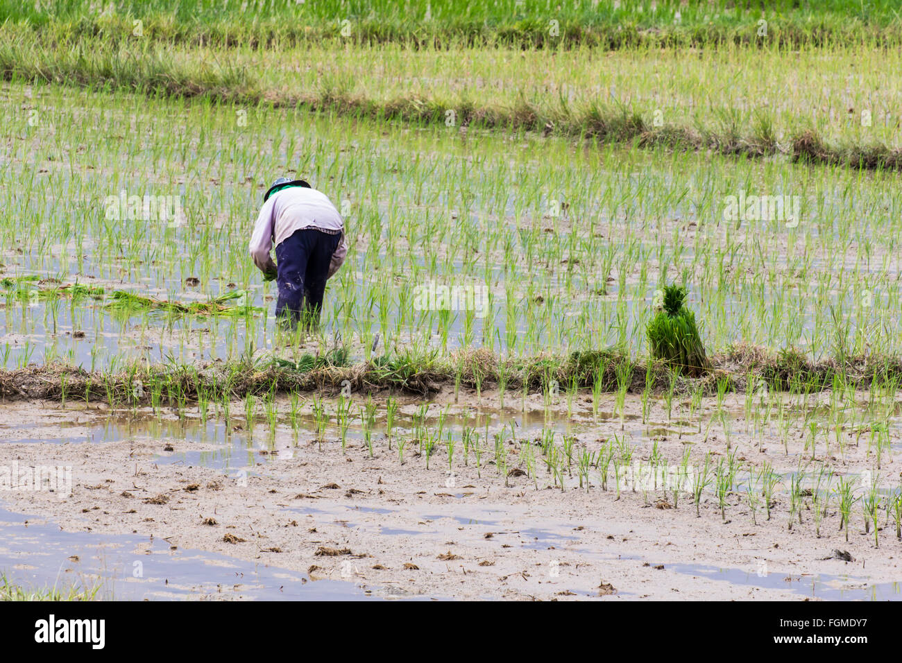 Farmer with his rice field hi-res stock photography and images - Alamy