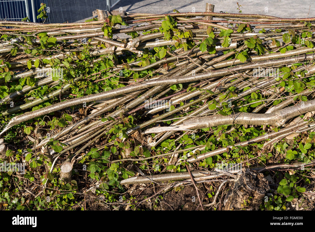 Beech hedge uk hi-res stock photography and images - Alamy