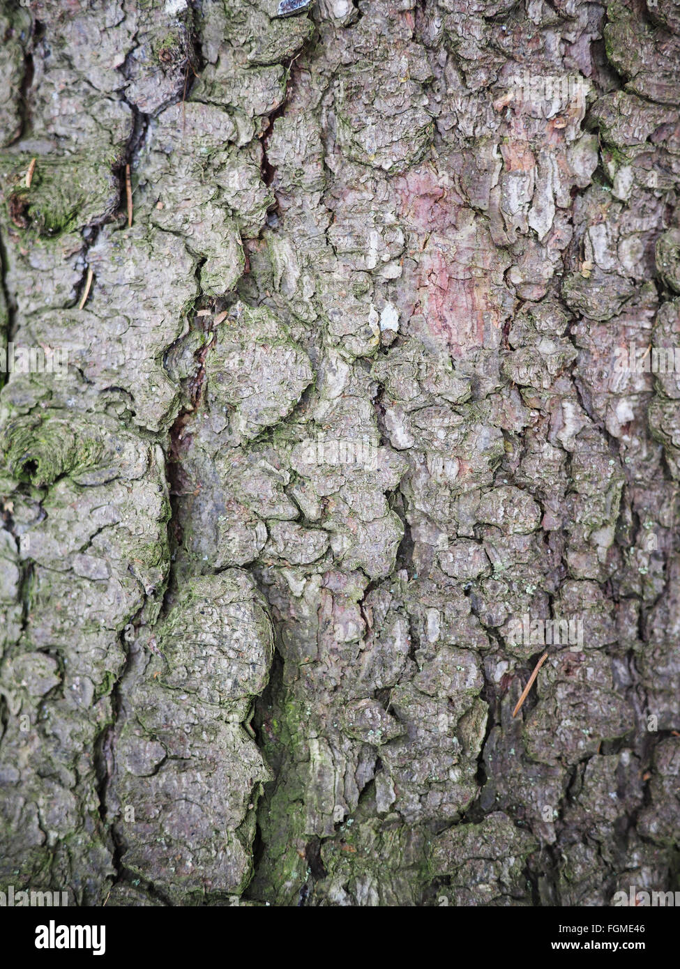 spruce bark. background Stock Photo - Alamy