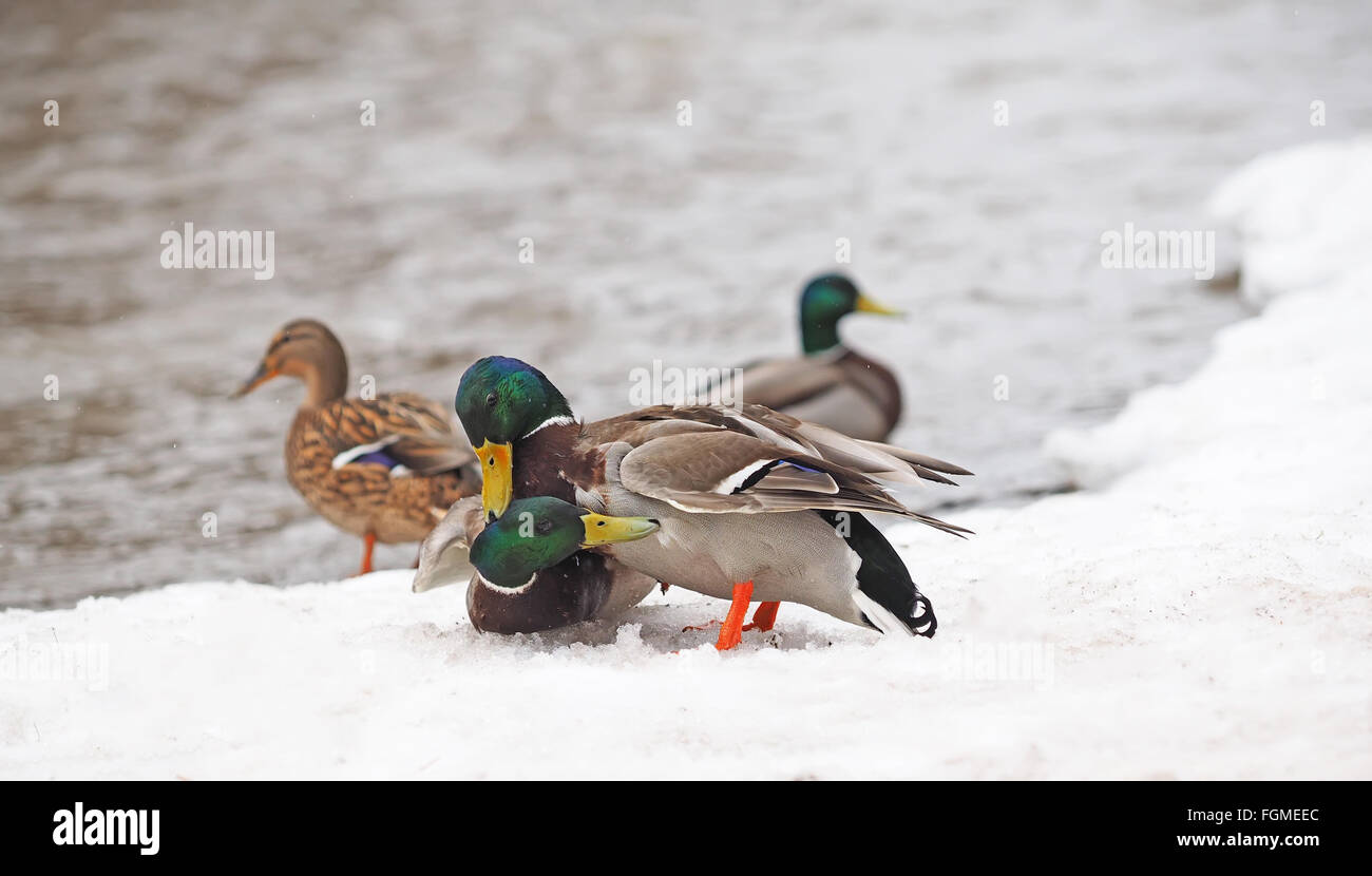 Two male mallard ducks fight hi-res stock photography and images - Alamy