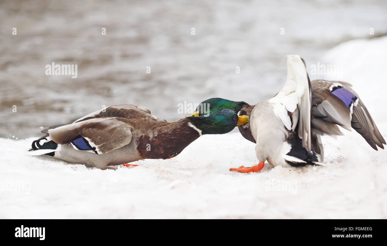 Two male mallard ducks fight hi-res stock photography and images - Alamy