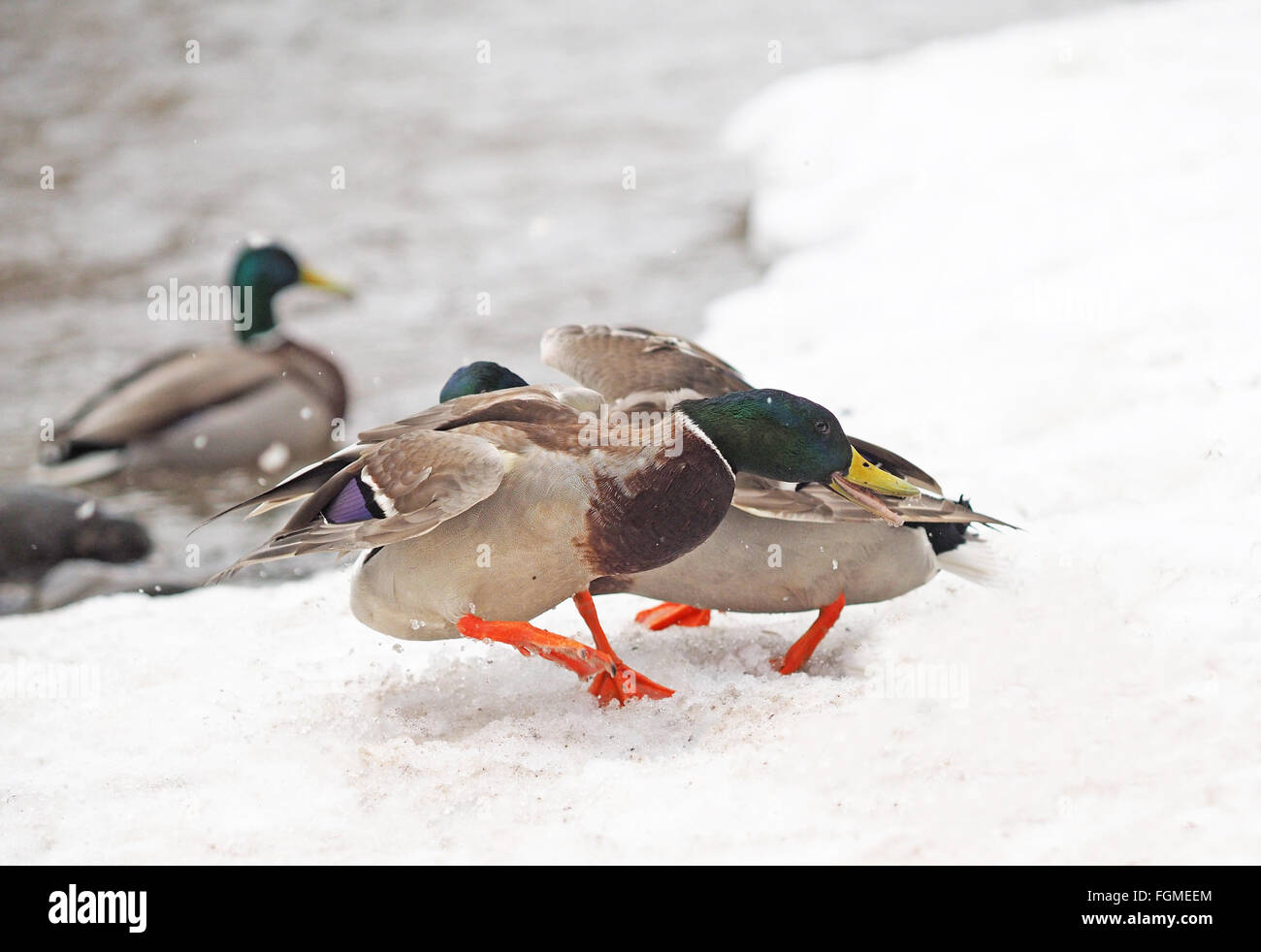 Two male ducks fighting in the snow Stock Photo - Alamy