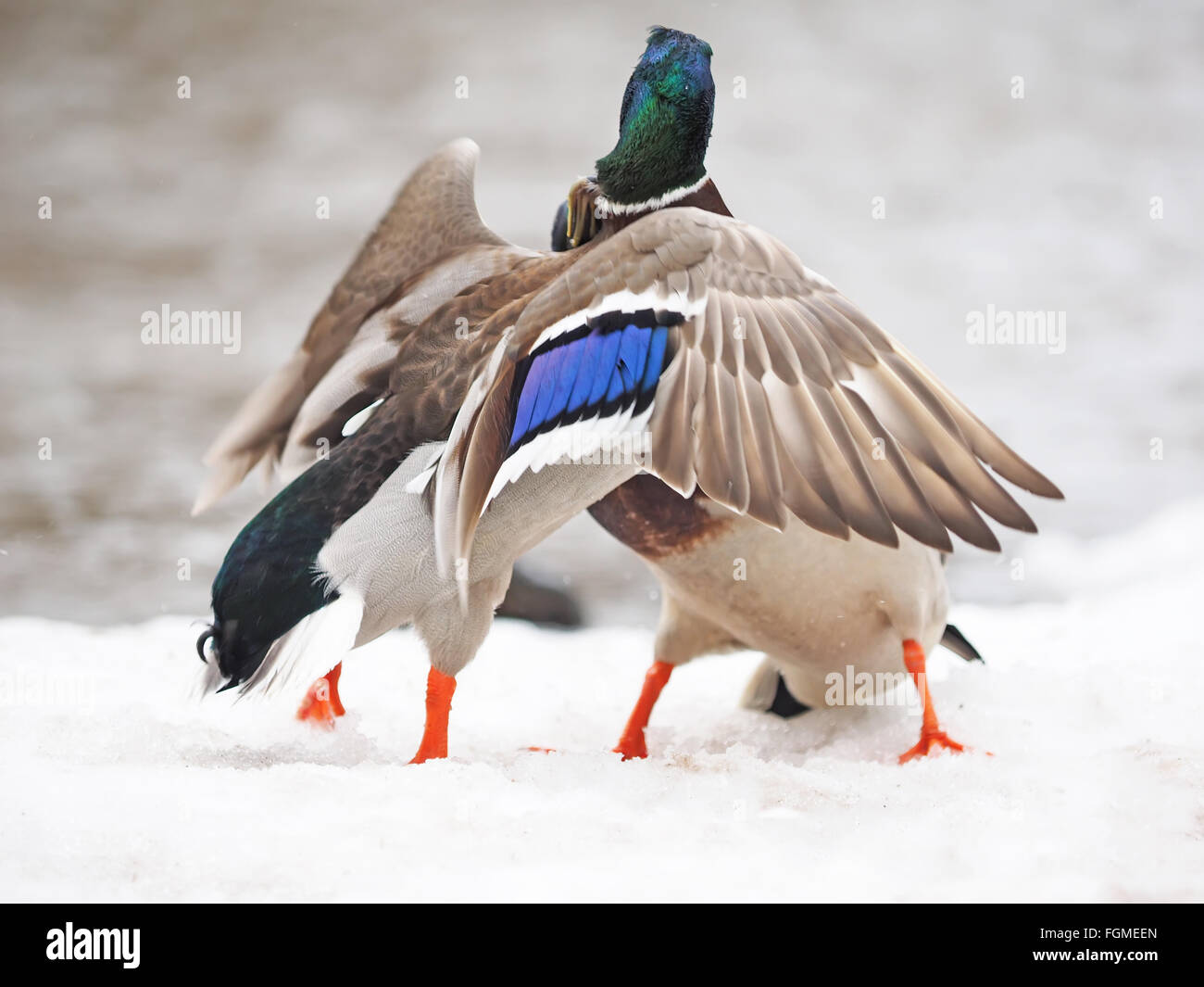Two male ducks fighting in the snow Stock Photo - Alamy