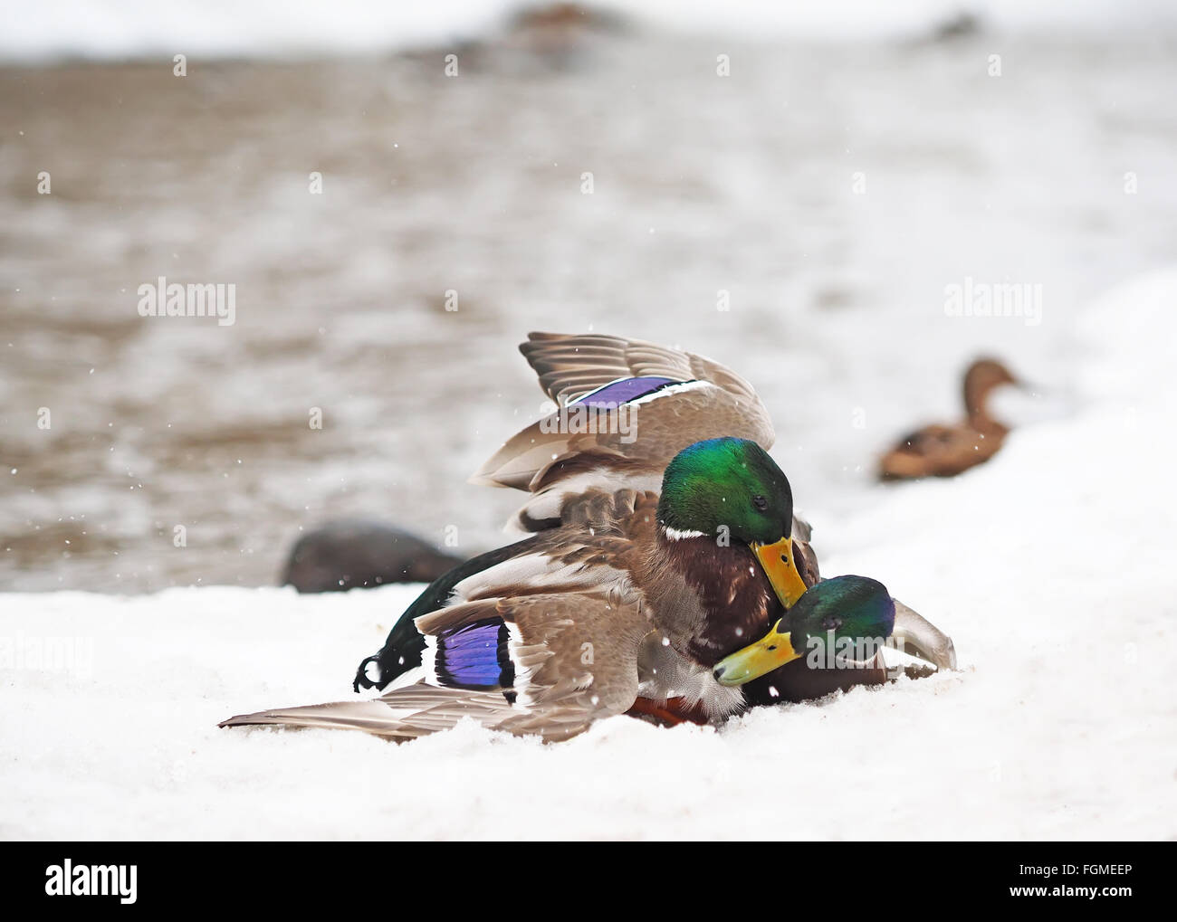 Male ducks fighting hi-res stock photography and images - Alamy
